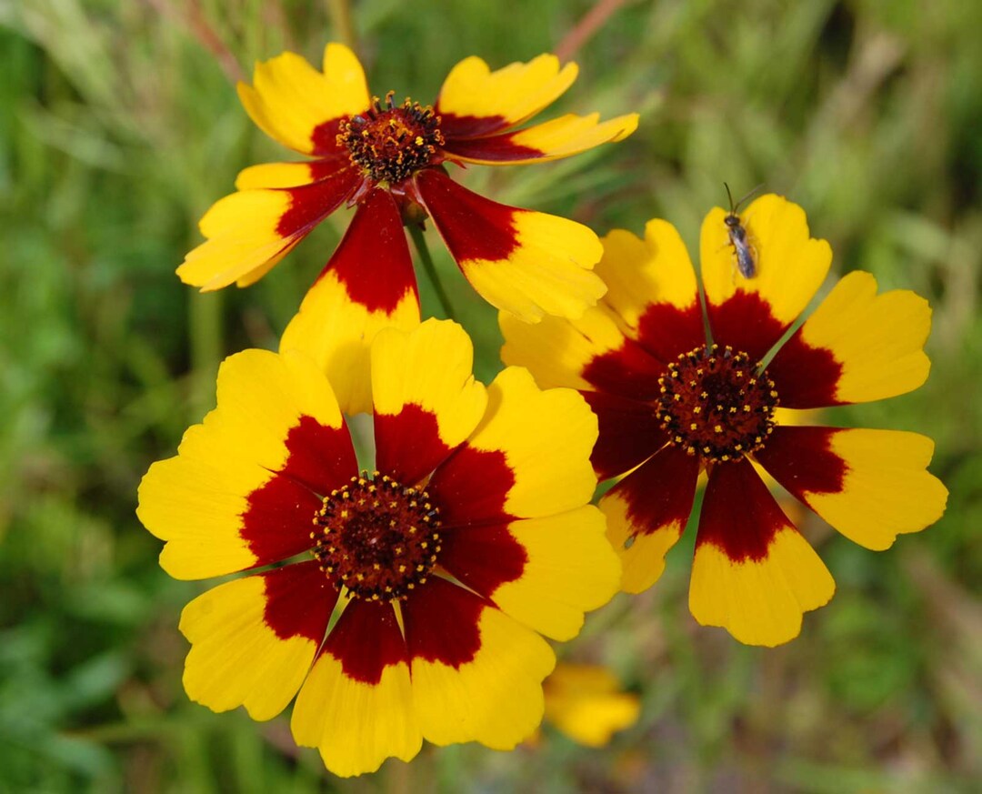 Coreopsis Tinctoria | Calliopsis | Tickseed | 200_seeds - Etsy