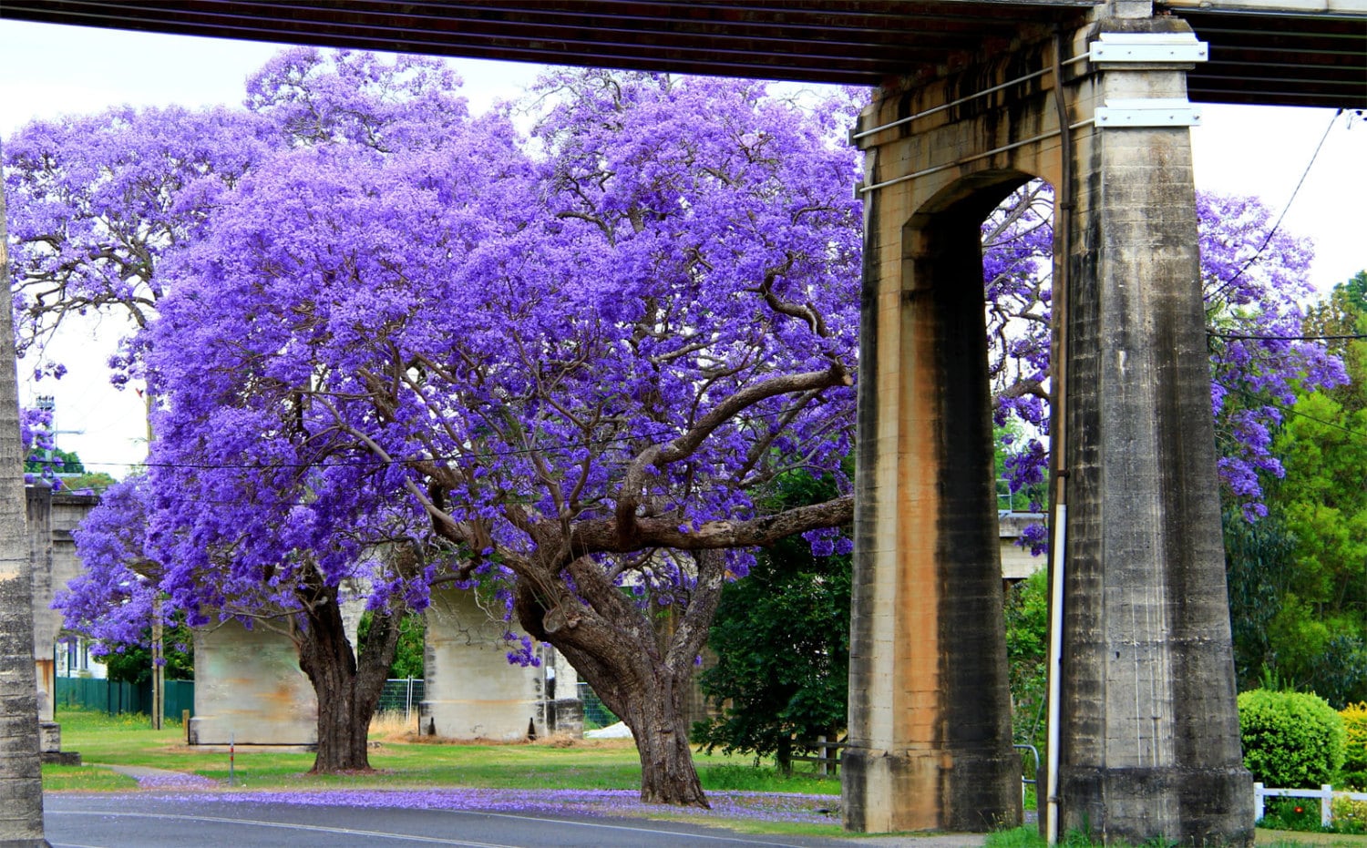 Jacaranda Mimosifolia Brazilian Rose Wood Green Ebony | Etsy
