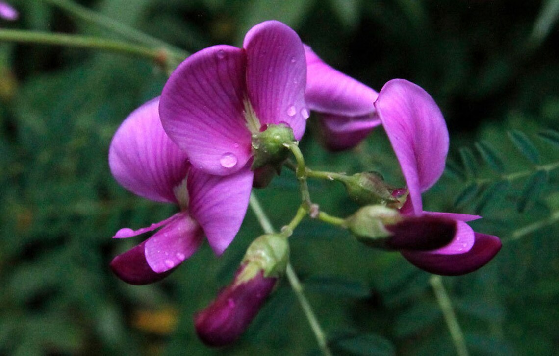 Swainsona galegifolia Smooth Darling Pea 50_Seeds | Etsy