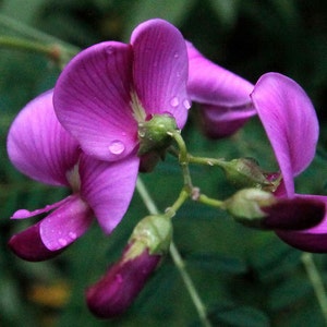 Swainsona Galegifolia | Smooth Darling Pea | 50_seeds - Etsy