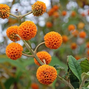 Buddleja Globosa | Orange Ball Tree | 100_seeds - Etsy
