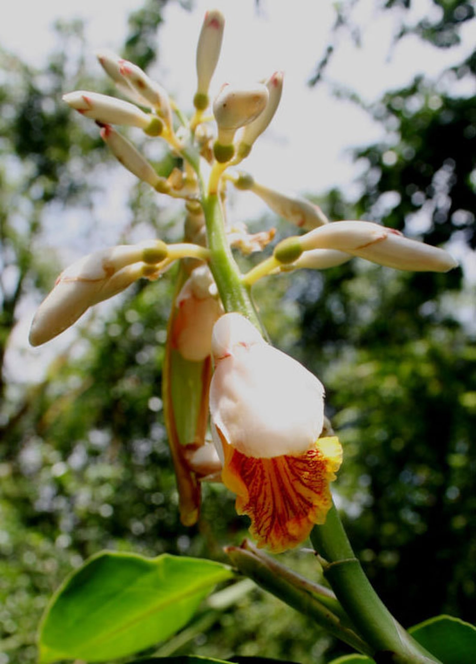 Alpinia Mutica Small Shell Ginger False Cardamom 5_seeds | Etsy