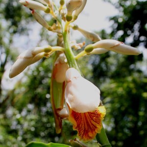 Alpinia Mutica | Small Shell Ginger | False Cardamom | 5_seeds - Etsy