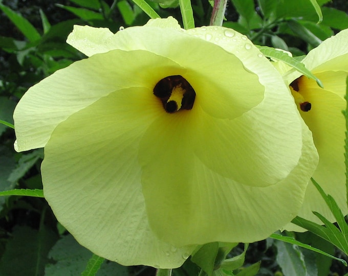 5 Bele Abelmoschus Manihot Edible Hibiscus Tonga Spinach Cuttings From ...