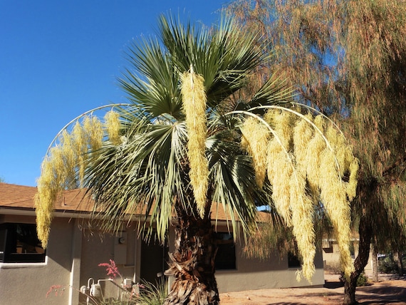 Mexican Blue Fan Palm