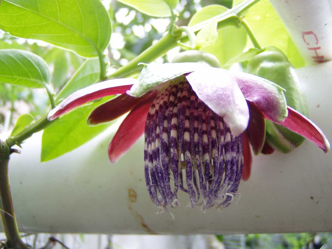 Passiflora Quadrangularis | Giant Granadilla | Barbadine | Tumbo | 10 ...