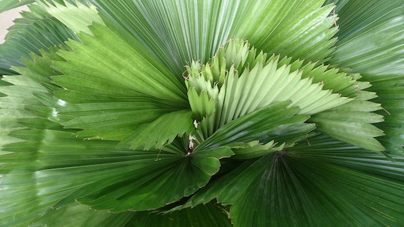 Licuala Grandis Palas Ruffled Vanuatu Fan Palm 5_seeds | Etsy