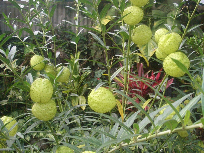 Gomphocarpus Physocarpus | Balloon Plant | Cotton Bush | Hairy Balls ...