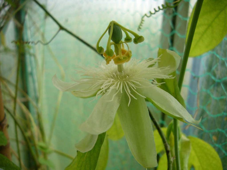 Passiflora Subpeltata White Passion Flower 5_seeds - Etsy