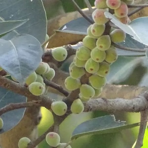 Ficus Amplissima | Indian Bat Tree & Fig | Pimpri | Pipri | Pipali ...