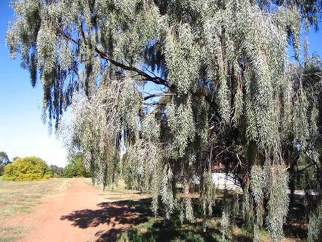 Acacia Pendula | Silver Leaf Boree | Weeping Myall | Nilyah | 20_seeds ...
