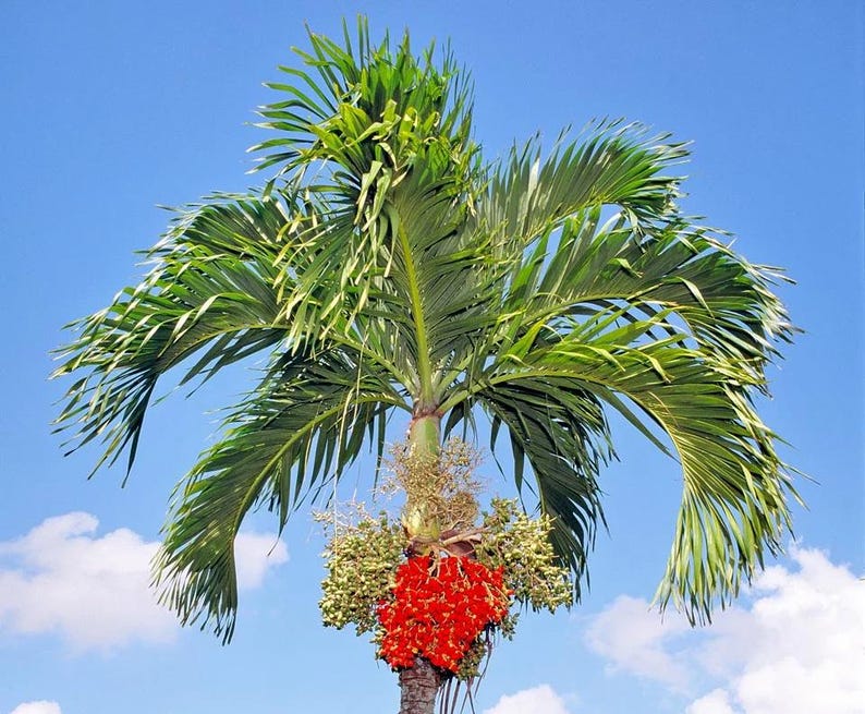 Adonidia Merrillii | Christmas Palm | 5_seeds - Etsy