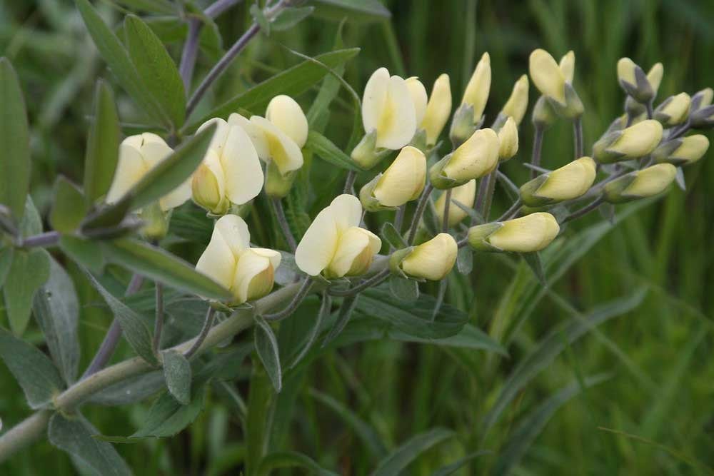 Baptisia Bracteata | False-indigo | Cream Wild Indigo | 5_seeds - Etsy
