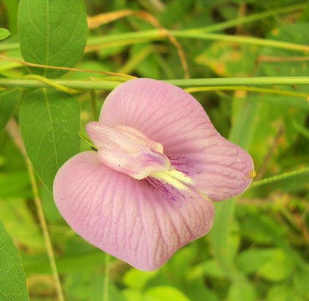 Clitoria Ternatea Single Pink | Butterfly Pea | 10_seeds - Etsy