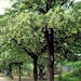 Alstonia Scholaris | Scholars & Devil Tree | 20_seeds - Etsy
