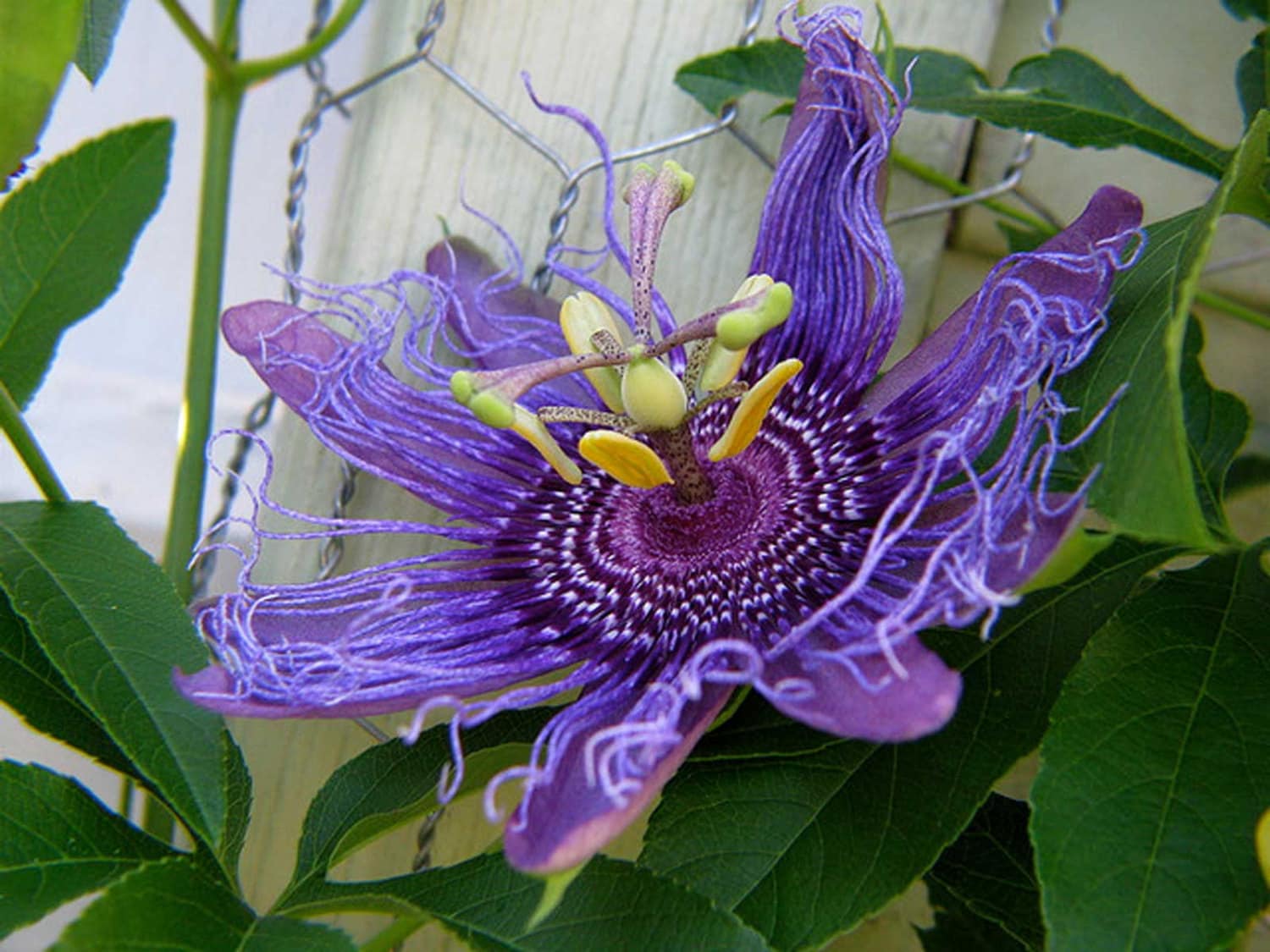 Passiflora Incarnata| Apricot Vine| Maypop Purple| 10_seeds - Etsy