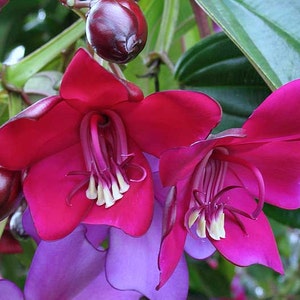 Meriania Nobilis | Amaraboyo | 20_seeds - Etsy