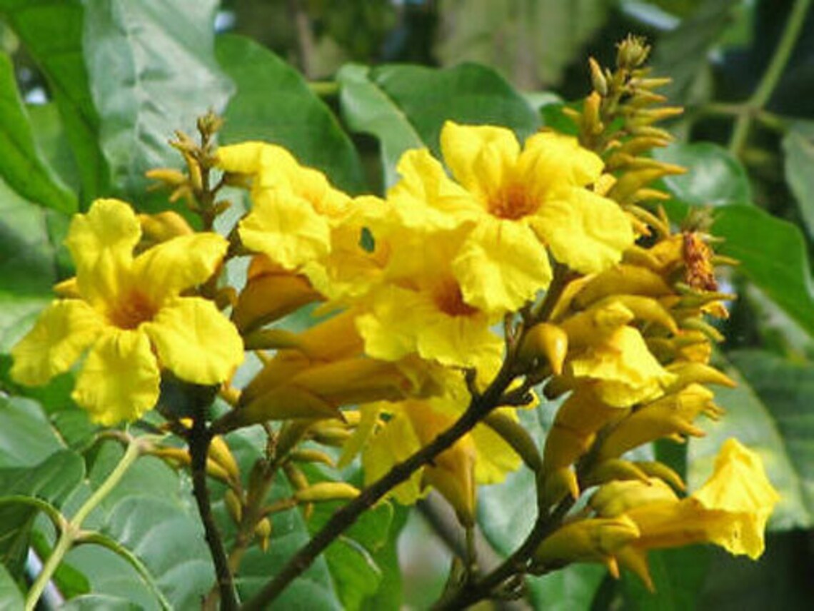 Markhamia Lutea | Nile Trumpet & Tulip | Siala Tree | 20_seeds - Etsy