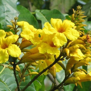 Markhamia Lutea | Nile Trumpet & Tulip | Siala Tree | 20_seeds - Etsy