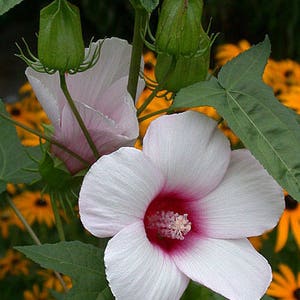 Hibiscus Laevis | Halberd Leaf Rose Mallow | 10_seeds - Etsy
