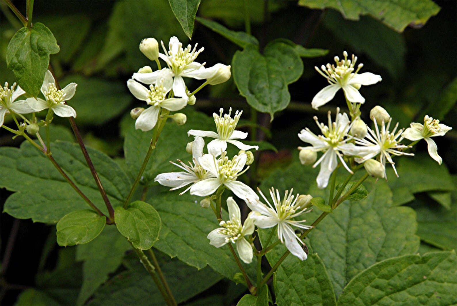 Clematis Virginiana Devils Darning Needles Virgins Bower 50_seeds - Etsy