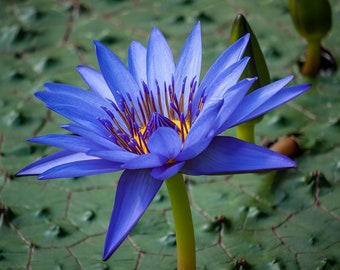 True Nymphaea Caerulea egyptian Blue Lily Seeds - Etsy