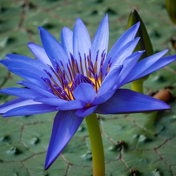 Blue Lotus Flower - Etsy