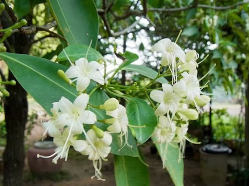 Fagraea Fragrans Ironwood Tembusu 10_seeds - Etsy