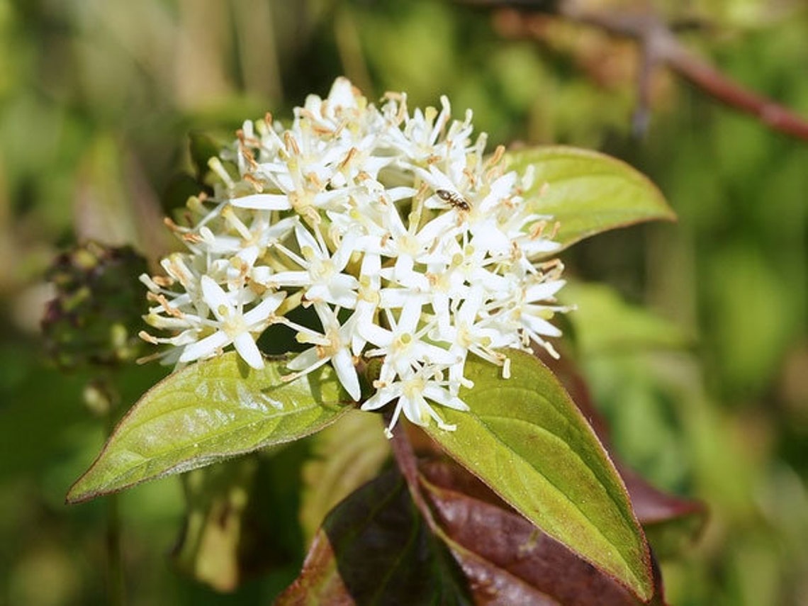 Cornus Sanguinea | Bloodtwig Dogwood | Compressa | 20_seeds - Etsy