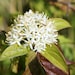 Cornus Sanguinea | Bloodtwig Dogwood | Compressa | 20_seeds - Etsy