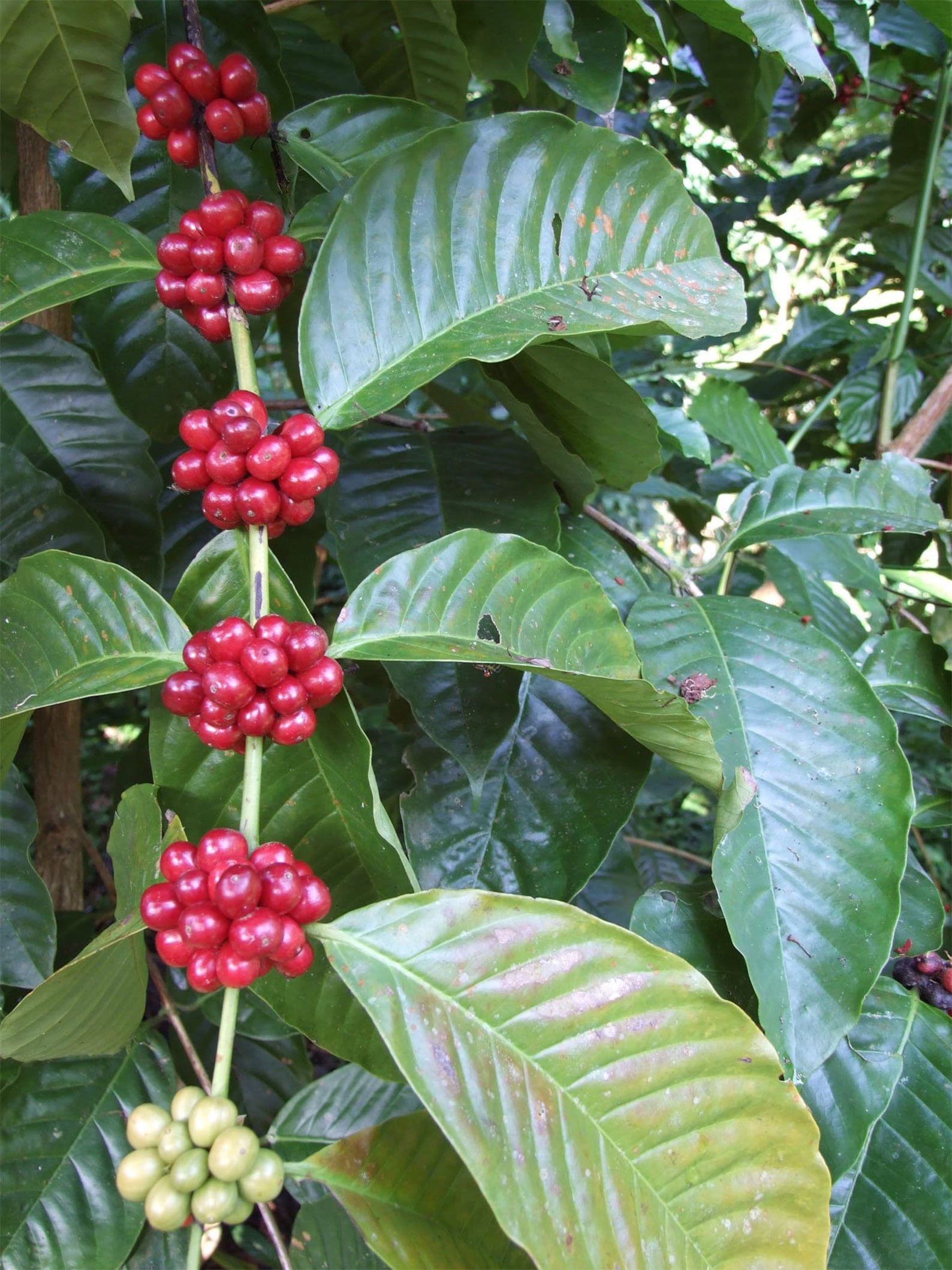 Coffea canephora robusta Coffee 5_Seeds | Etsy