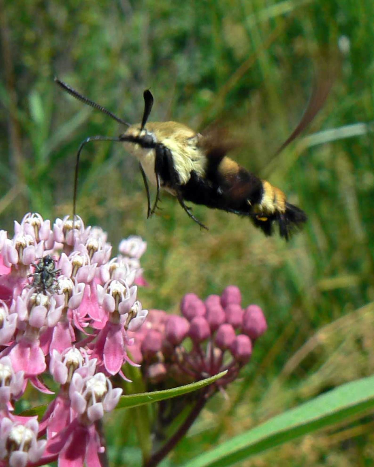 Asclepias Incarnata| Rose Red Swamp Milkweed| Silkweed| 100_seeds - Etsy