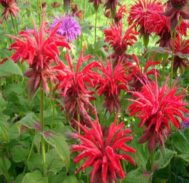 Monarda Didyma Panorama Red Shades | Scarlet Beebalm | 20_seeds - Etsy