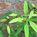 Codariocalyx Motorius | Dancing Plant | Telegraph | Semaphore | 20 ...