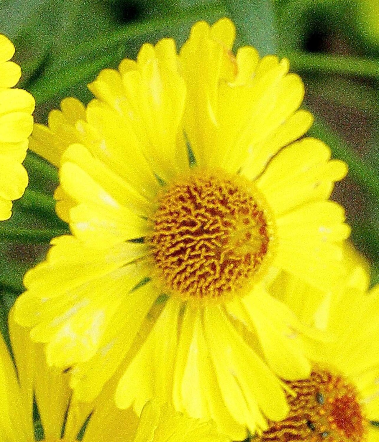Helenium Autumnale Helens Flower Common Sneezeweed | Etsy