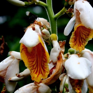 Alpinia Mutica | Small Shell Ginger | False Cardamom | 5_seeds - Etsy