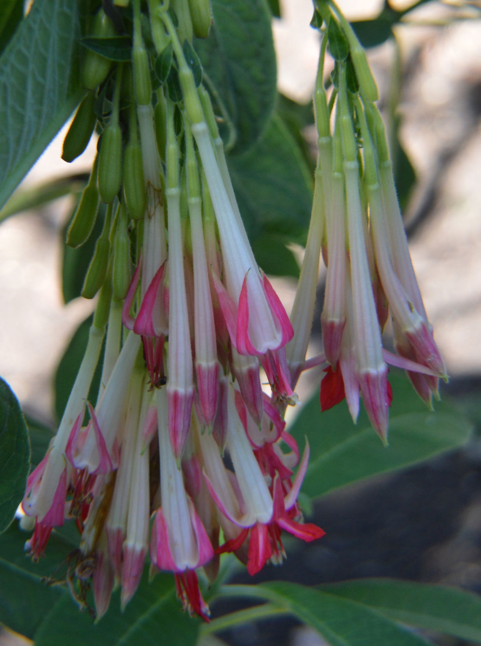 Fuchsia Boliviana Alba | 100_seeds - Etsy