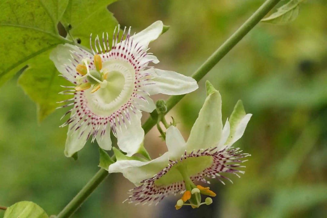 Passiflora Adenopoda | Velcro Passion Flower | 5_seeds - Etsy