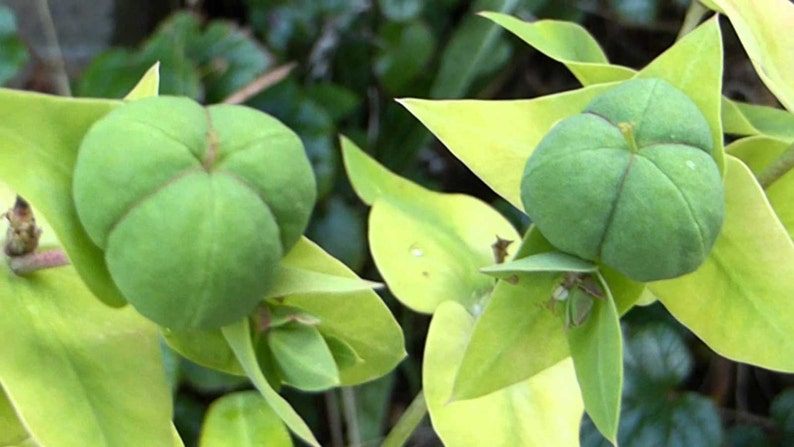 Capparis Spinosa | Spineless Caper Bush | Flinders Rose | 50_seeds - Etsy