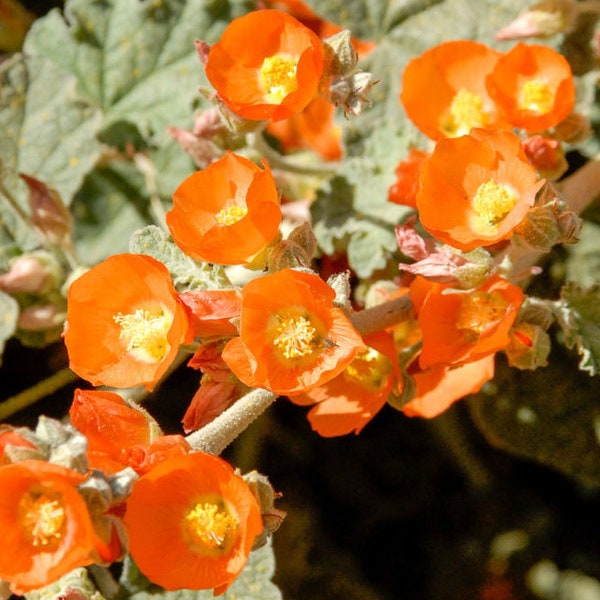 Desert Mallow Plant - Etsy
