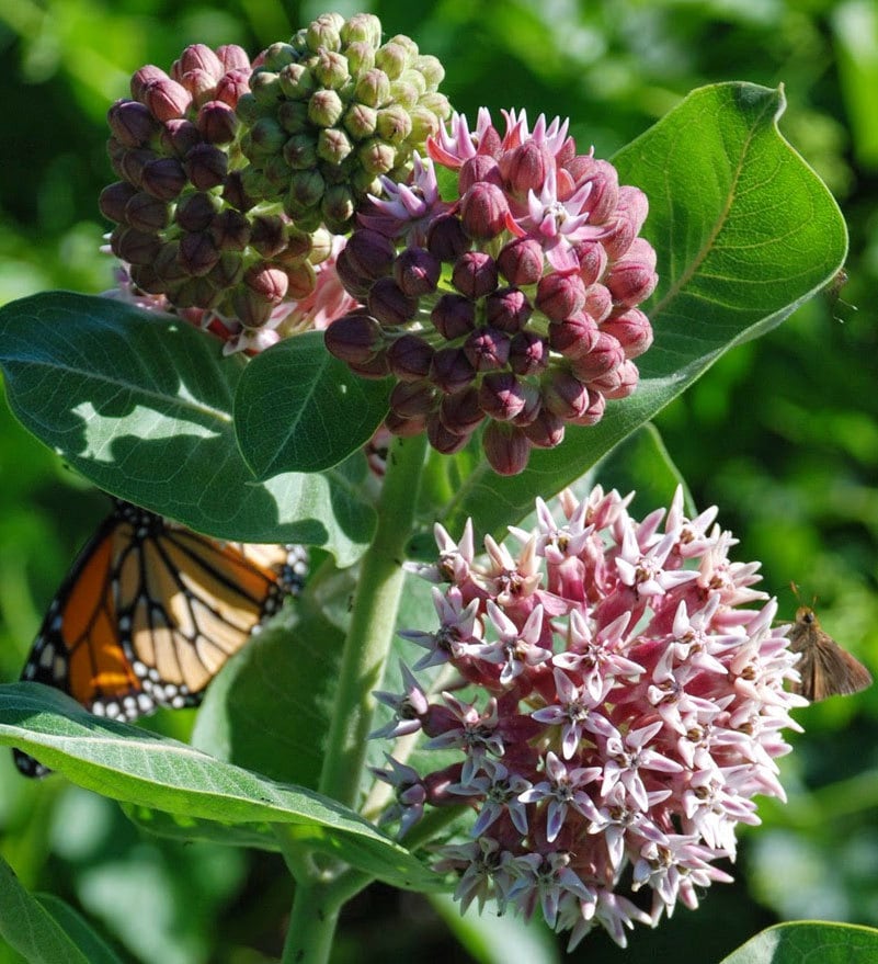Asclepias sullivantii Prairie Milkweed 10_Seeds | Etsy