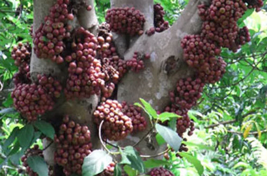 Ficus Racemosa | Indian Cluster Fig Tree | Goolar | Gular | 200_seeds ...