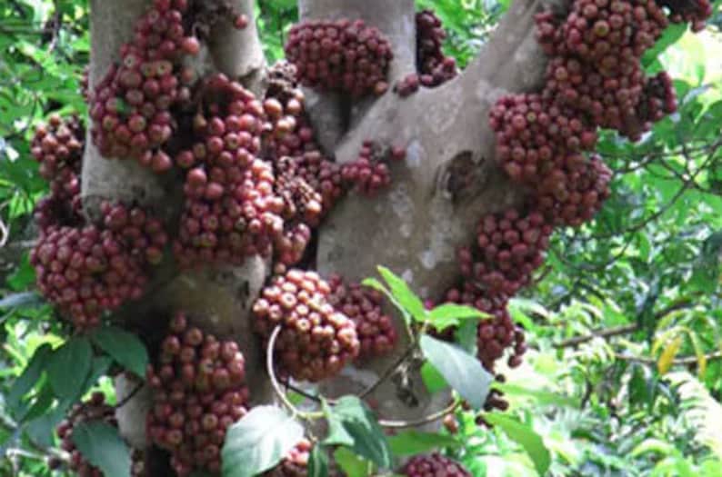 Ficus Racemosa | Indian Cluster Fig Tree | Goolar | Gular | 200_seeds ...