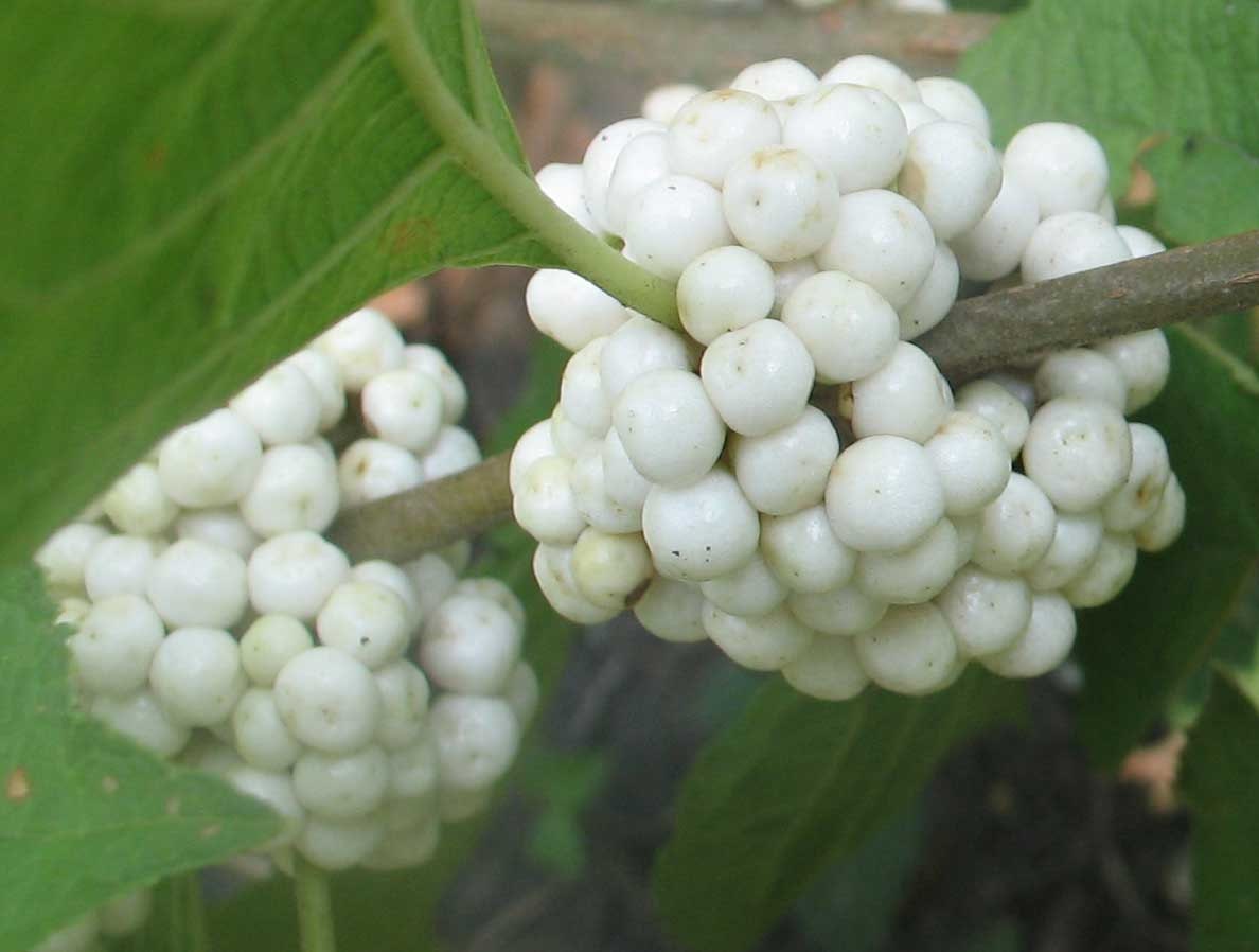 Callicarpa Americana Lactea | White American Beautyberry | 10_seeds - Etsy