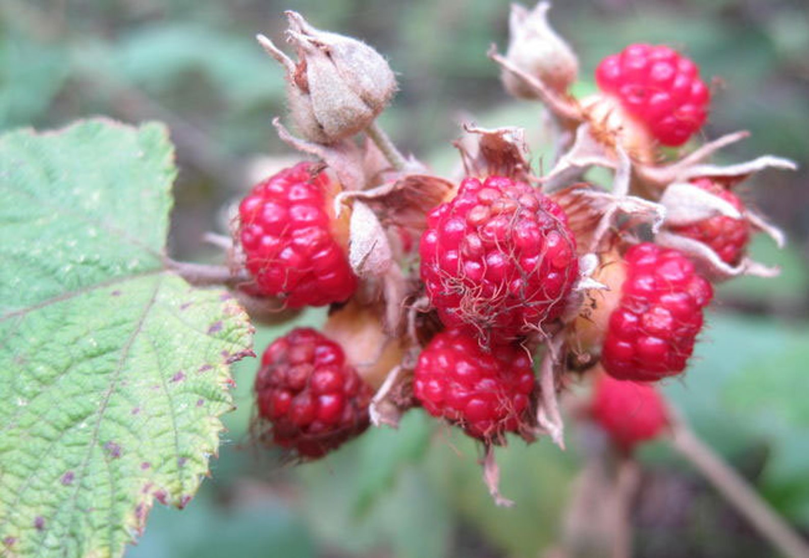 Rubus Moluccanus Ceylon Blackberry Eelkek 20_seeds | Etsy