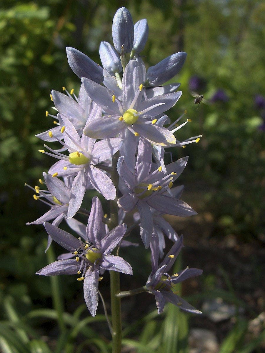Camassia Scilloides Atlantic Camas Wild Hyacinth - Etsy