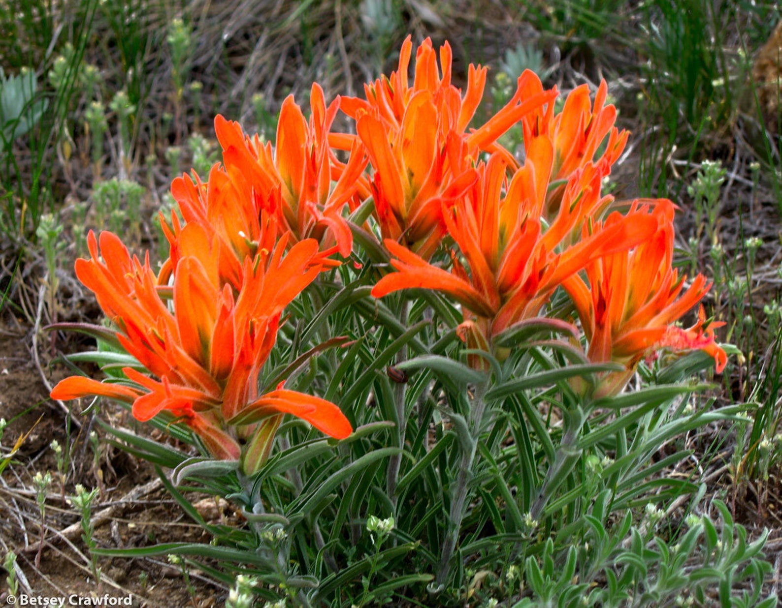 Castilleja Integra Wholeleaf Indian Paintbrush | Etsy