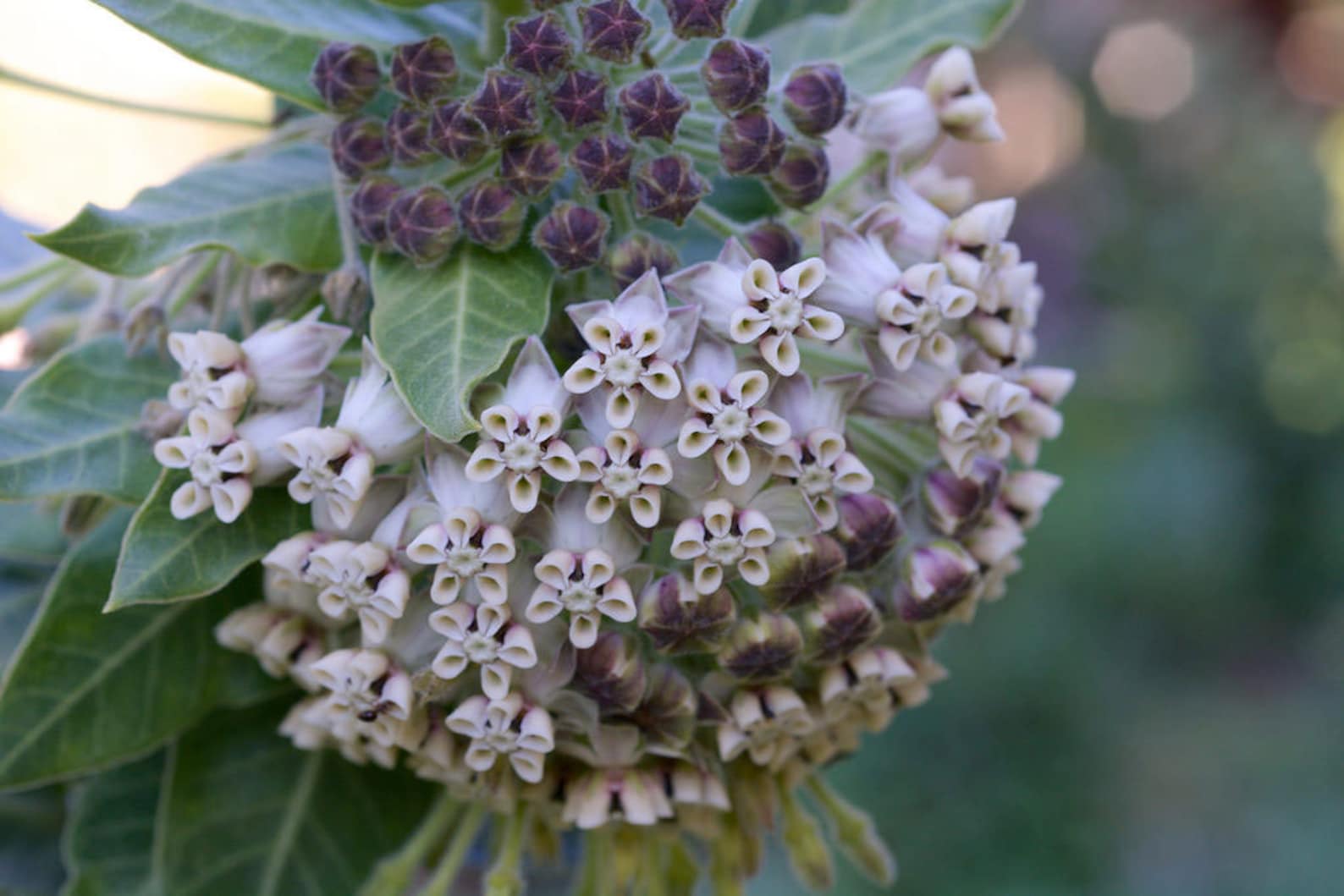 Asclepias Eriocarpa Indian Kotolo Milkweed Woollypod - Etsy