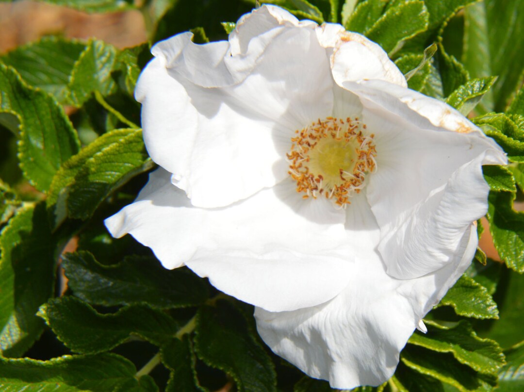 Rosa Rugosa Alba | White Japanese Rose | 10_seeds - Etsy