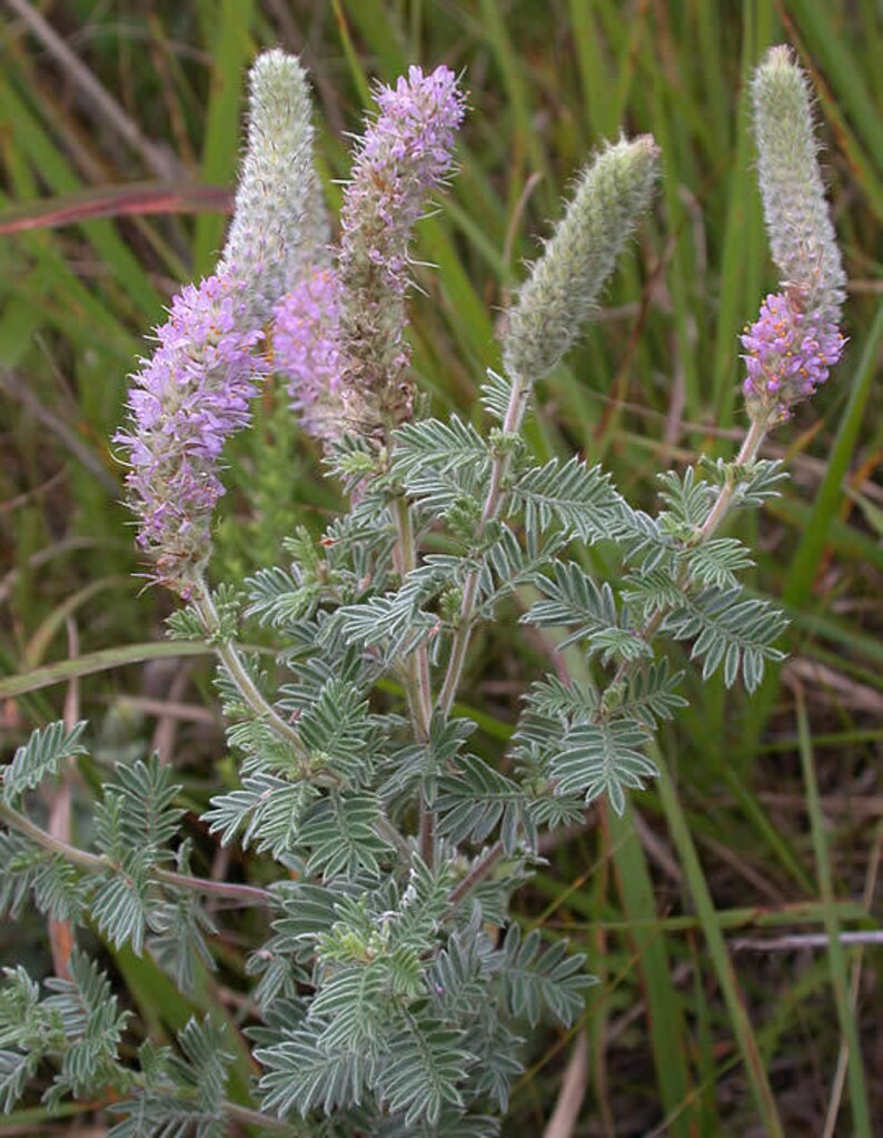 Dalea Villosa | Silky Prairie Clover | 50_seeds - Etsy